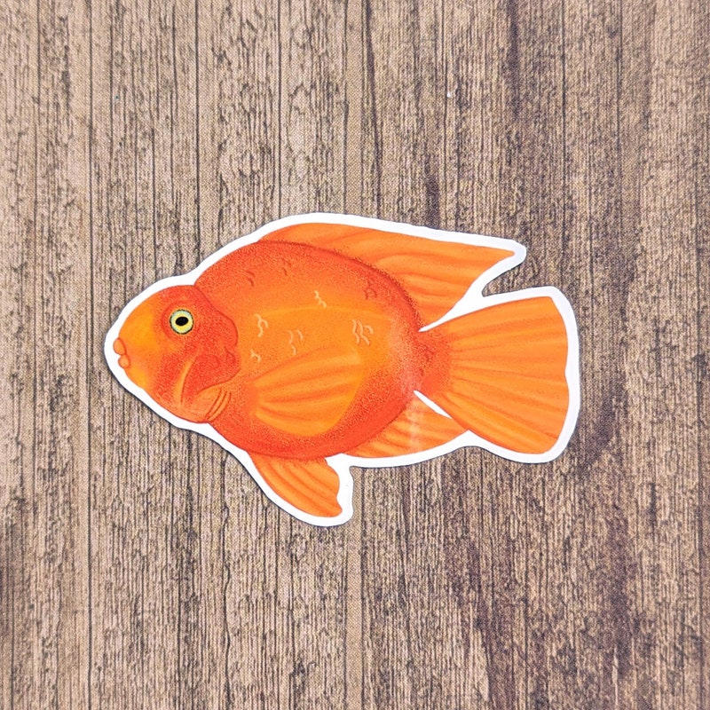 Parrot Fish - Etsy