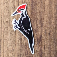 Descension of Woodpeckers Sticker, Animal Collective Noun Sticker ...