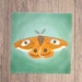 Emperor Moth Illustration Art Print - Etsy