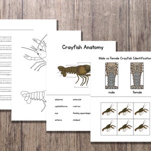 Printable Crayfish Study Unit - Montessori, Charlotte Mason, and ...