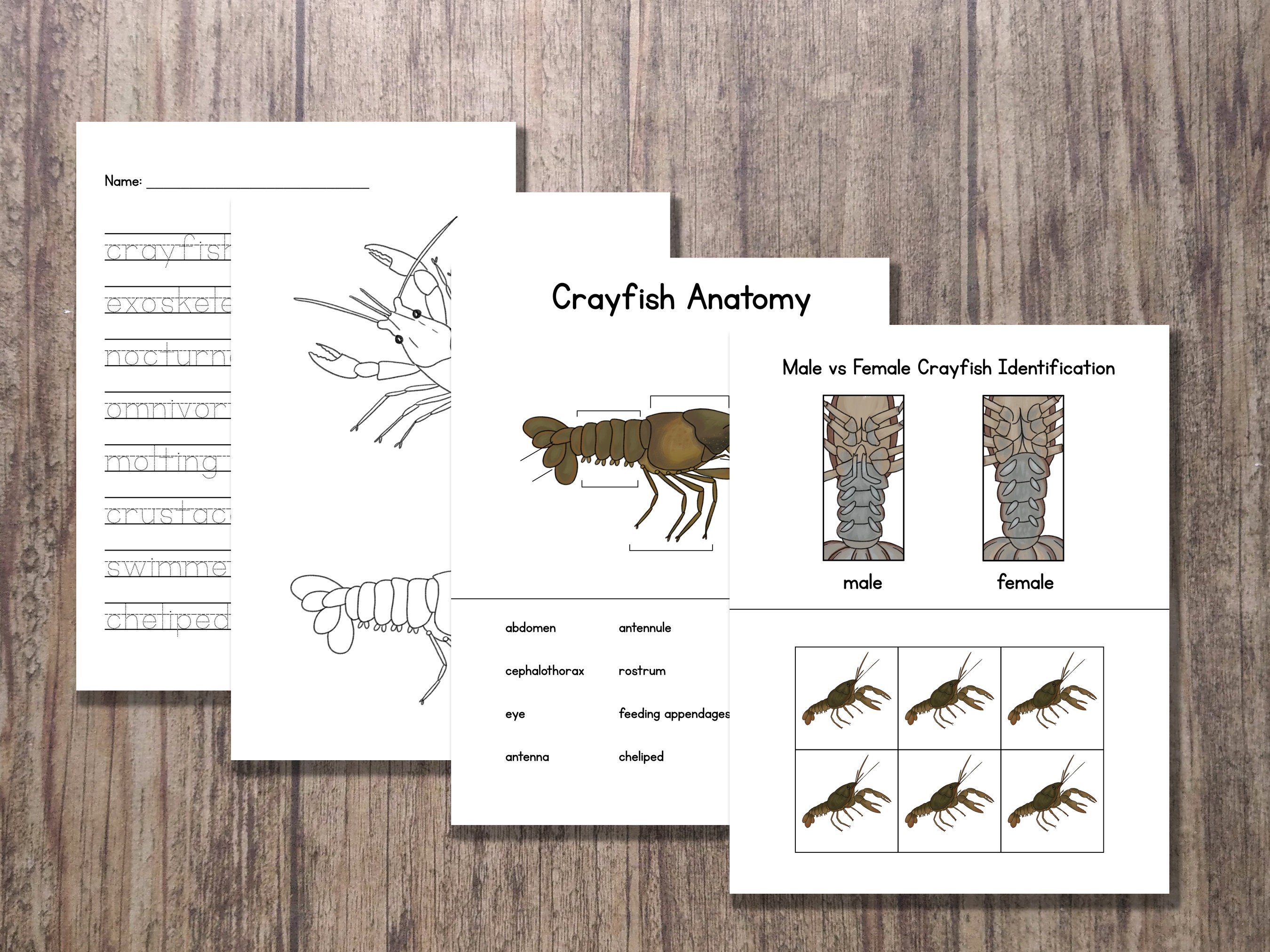 Crayfish Diagram For Kids