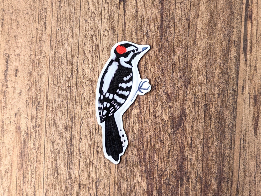 Downy Woodpecker Vinyl Sticker - Water Resistant Laptop Decal - Etsy