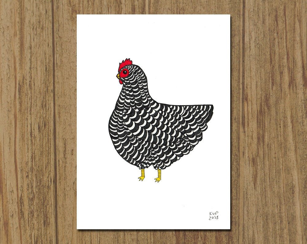 Barred Rock Chicken Drawing