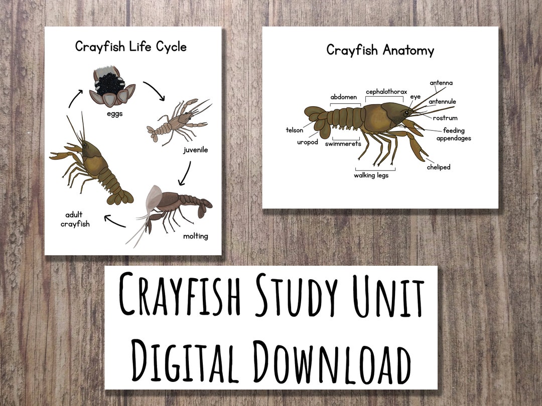 Printable Crayfish Study Unit - Montessori, Charlotte Mason, and ...