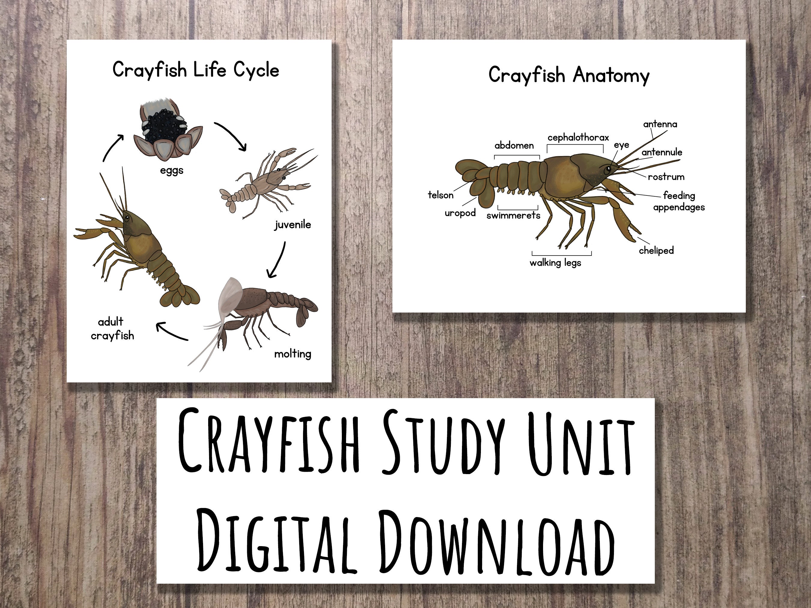 Crayfish Diagram For Kids