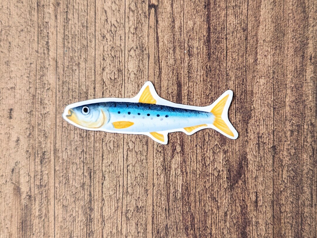 Sardine Vinyl Sticker - Water Resistant Fish Laptop and Water Bottle ...