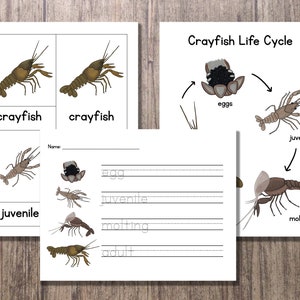 Printable Crayfish Study Unit - Montessori, Charlotte Mason, and ...