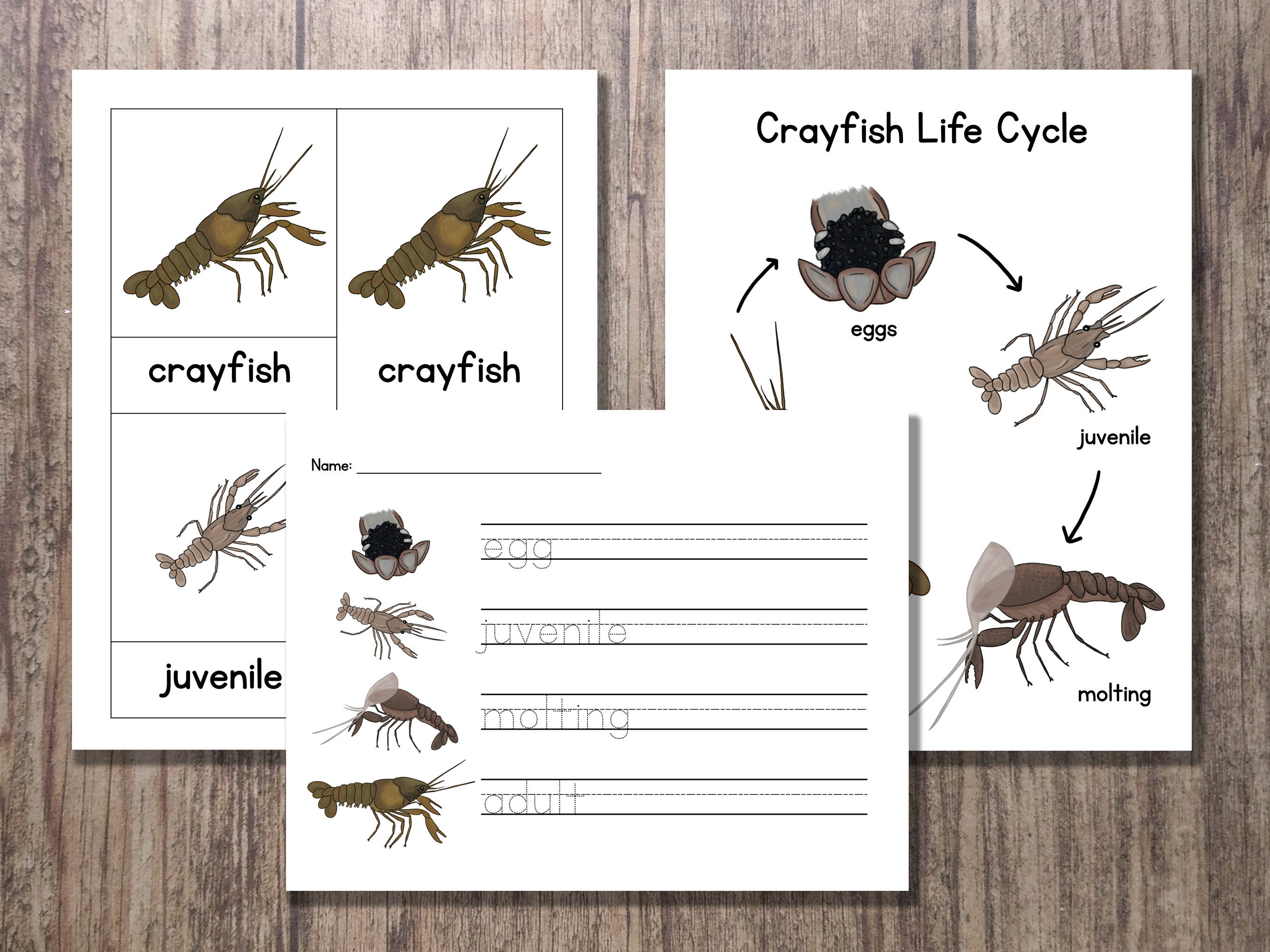 Crayfish Life Cycle Diagram