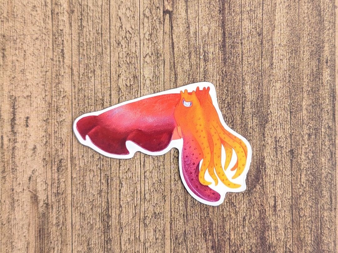 Cuttlefish Vinyl Sticker - Water Resistant Laptop and Water Bottle ...