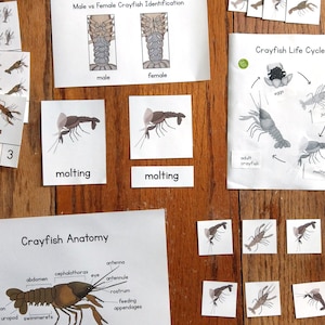 Printable Crayfish Study Unit - Montessori, Charlotte Mason, and ...