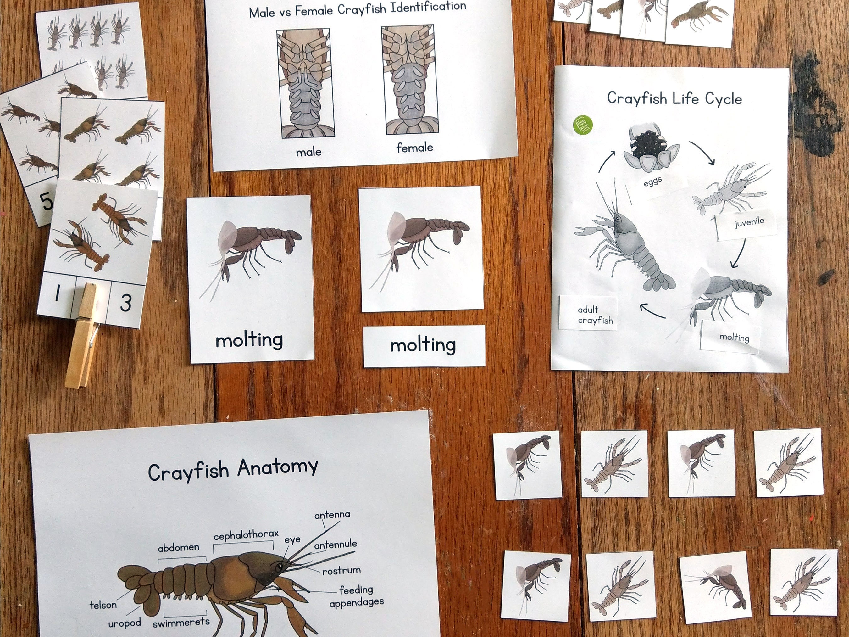 Crayfish Life Cycle For Kids