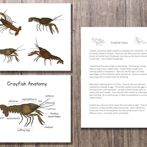 Printable Crayfish Study Unit - Montessori, Charlotte Mason, and ...