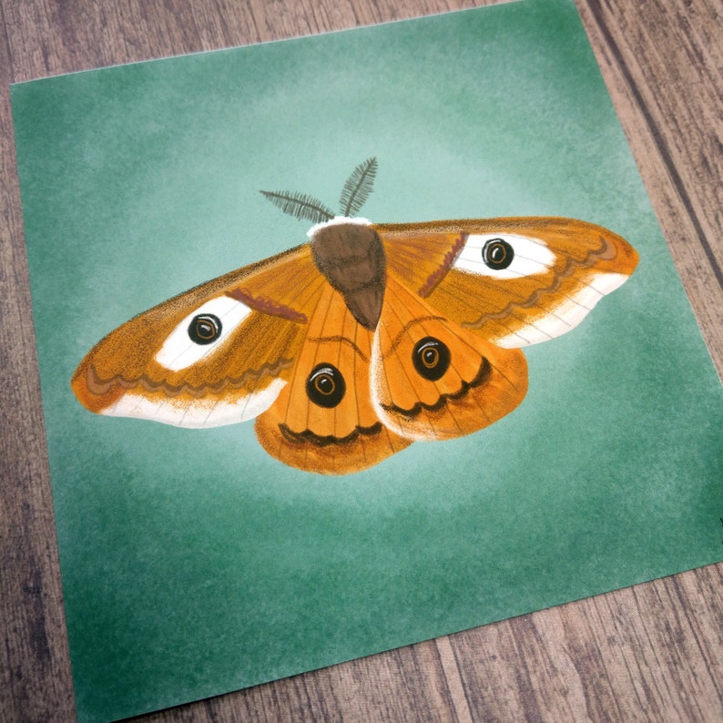 Emperor Moth Illustration Art Print - Etsy