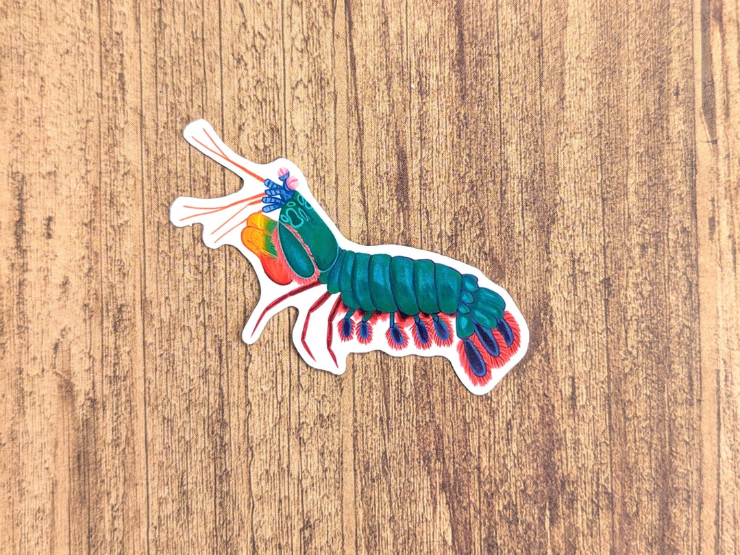 Mantis Shrimp Vinyl Sticker - Water Resistant Laptop and Water Bottle ...