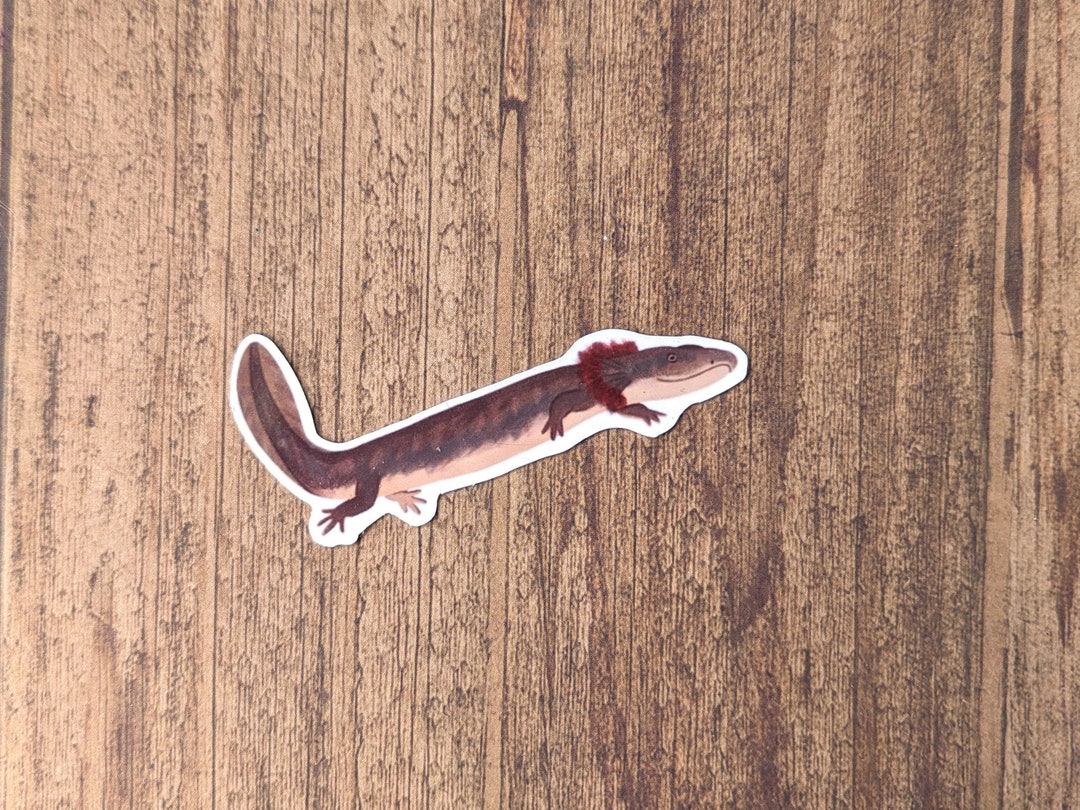 Common Mudpuppy Vinyl Sticker - Water Resistant Laptop and Bottle Decal ...