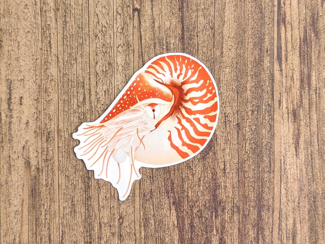 Chambered Nautilus Vinyl Sticker - Water Resistant Laptop and Water ...