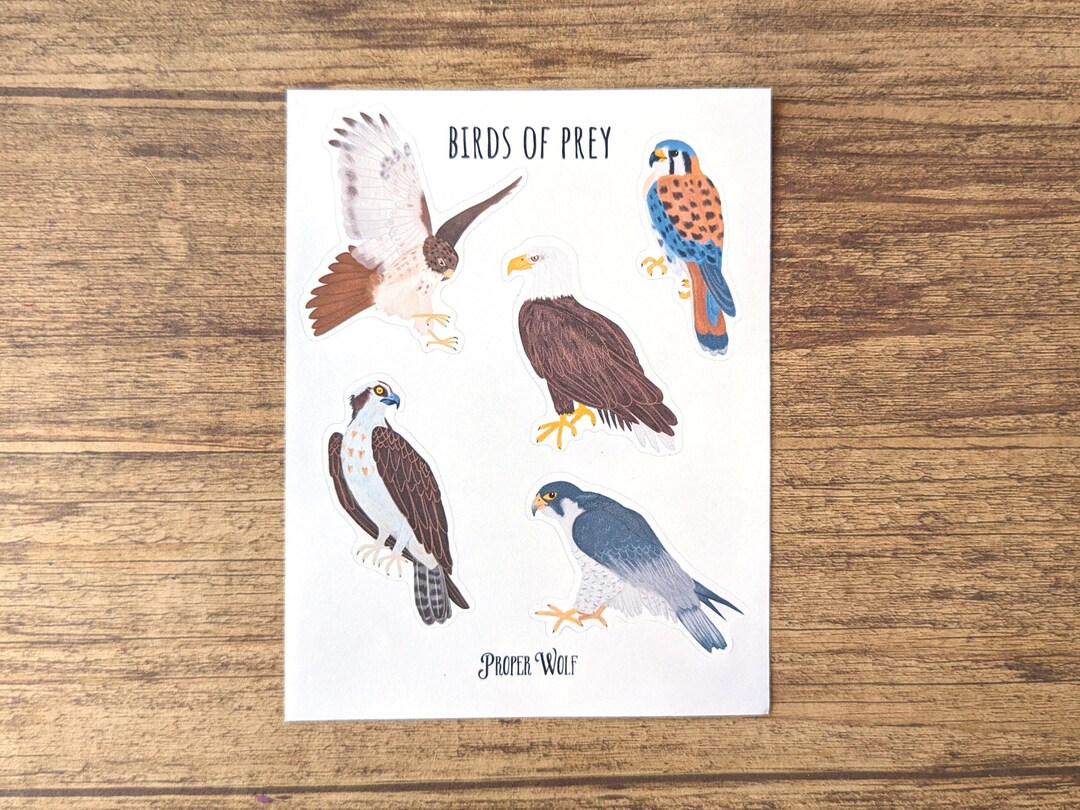 Birds of Prey Sticker Sheet - Eagle, Falcon, Hawk, Osprey, Kestrel - Etsy