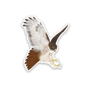 Red Tailed Hawk Vinyl Sticker - Water Resistant Laptop Decal - Etsy