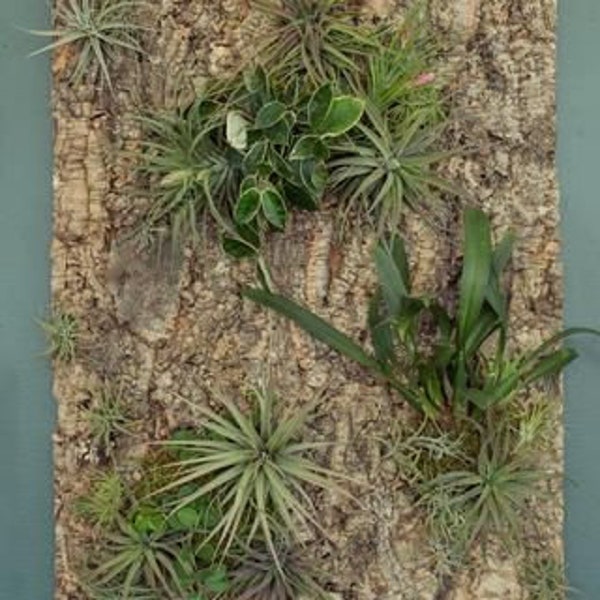 Buy Terrarium Background - Etsy