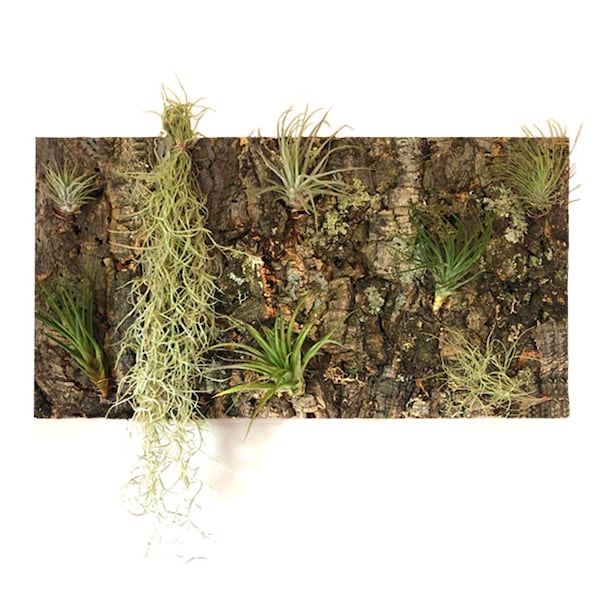 Wall Terrarium - Etsy