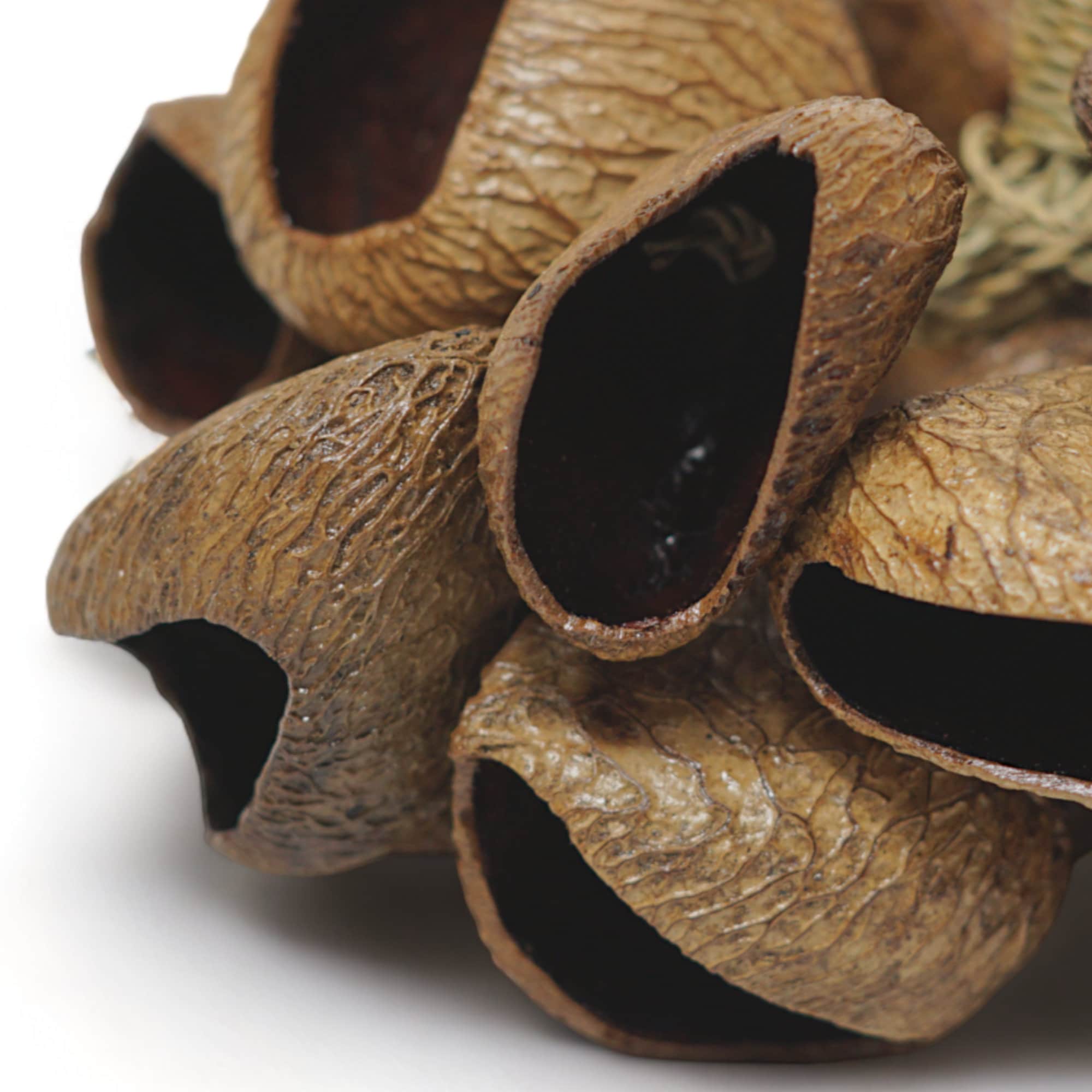 GMP Pangi Seed Shell Shaker/juju/chacha Nutshell Percussion Sound ...