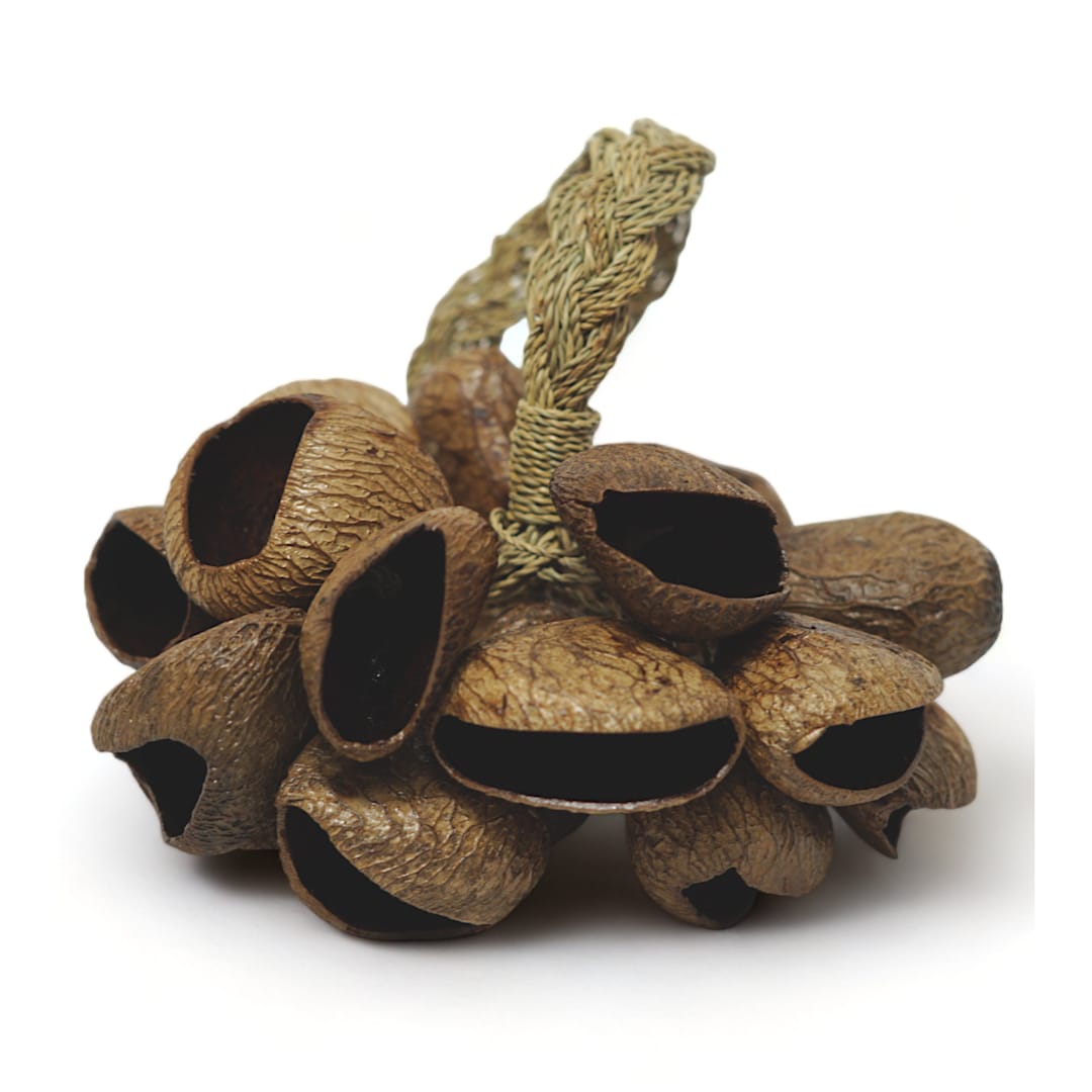GMP Pangi Seed Shell Shaker/juju/chacha Nutshell Percussion Sound ...