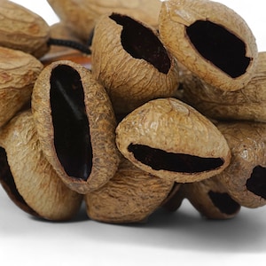 GMP Pangi Seed Shell Shaker/juju/chacha Nutshell Percussion Sound ...