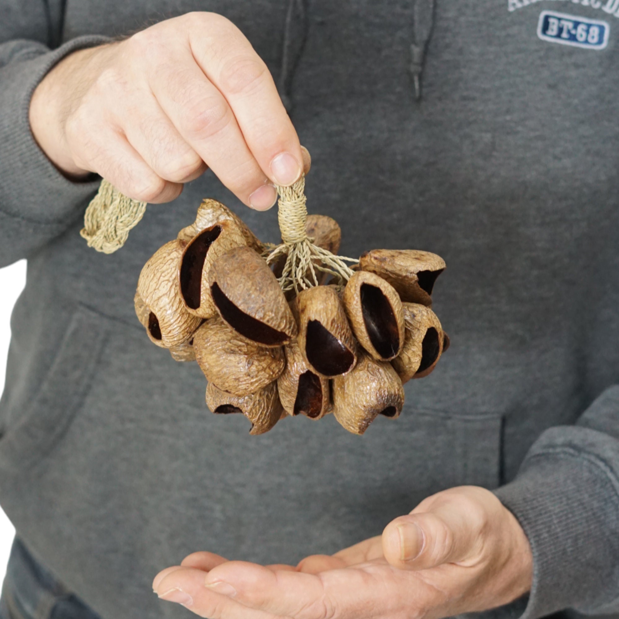 GMP Pangi Seed Shell Shaker/juju/chacha Nutshell Percussion Sound ...