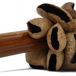 GMP Pangi Seed Shell Shaker/juju/chacha Nutshell Percussion Sound ...