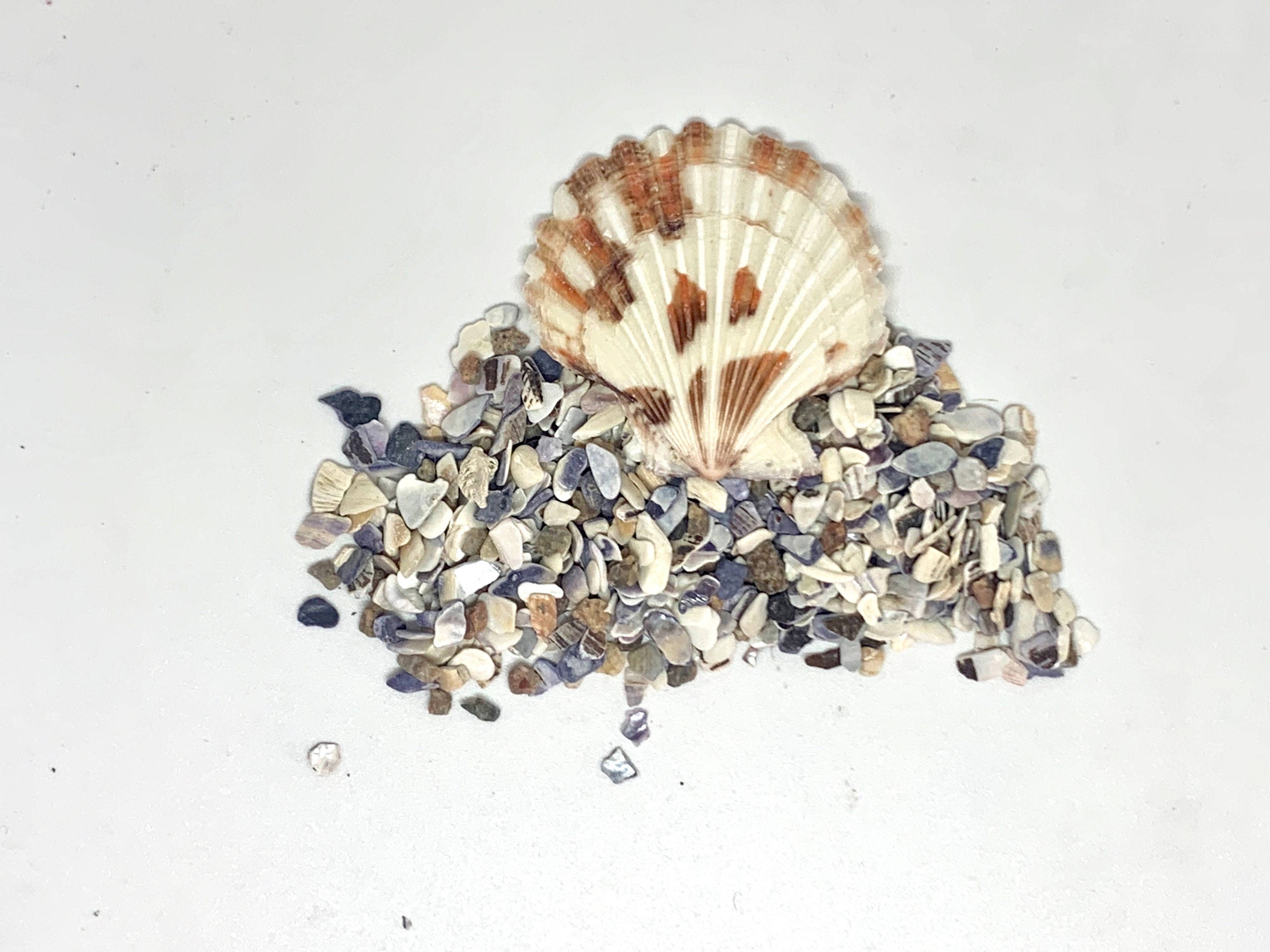 Crushed Abalone Shells and Scallop Shell Altered Art Supply Scrapbook ...