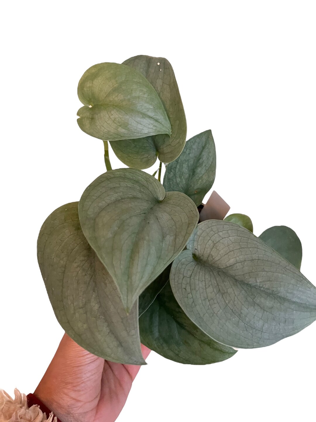 Scindapsus Silver Hero - Etsy