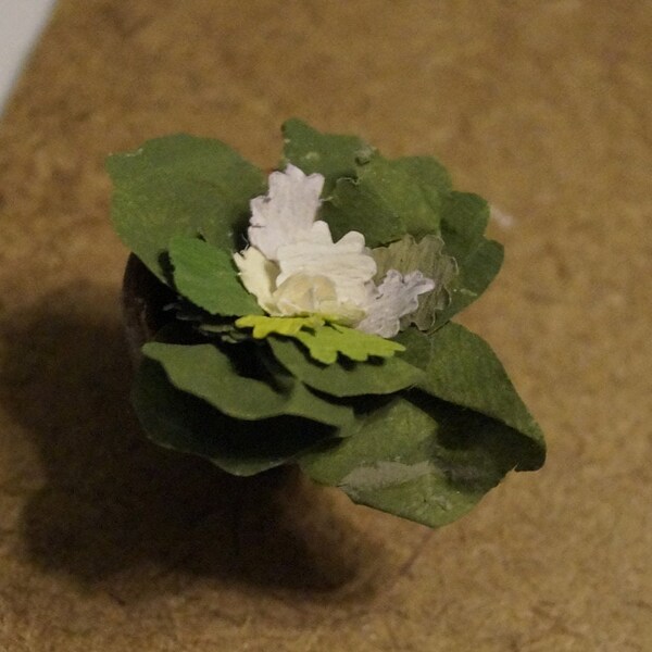 Flowering Kale - Etsy