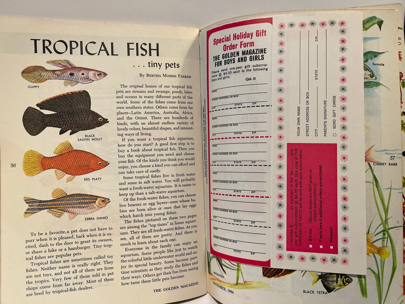 Golden Magazine for Boys & Girls November 1964 - Etsy