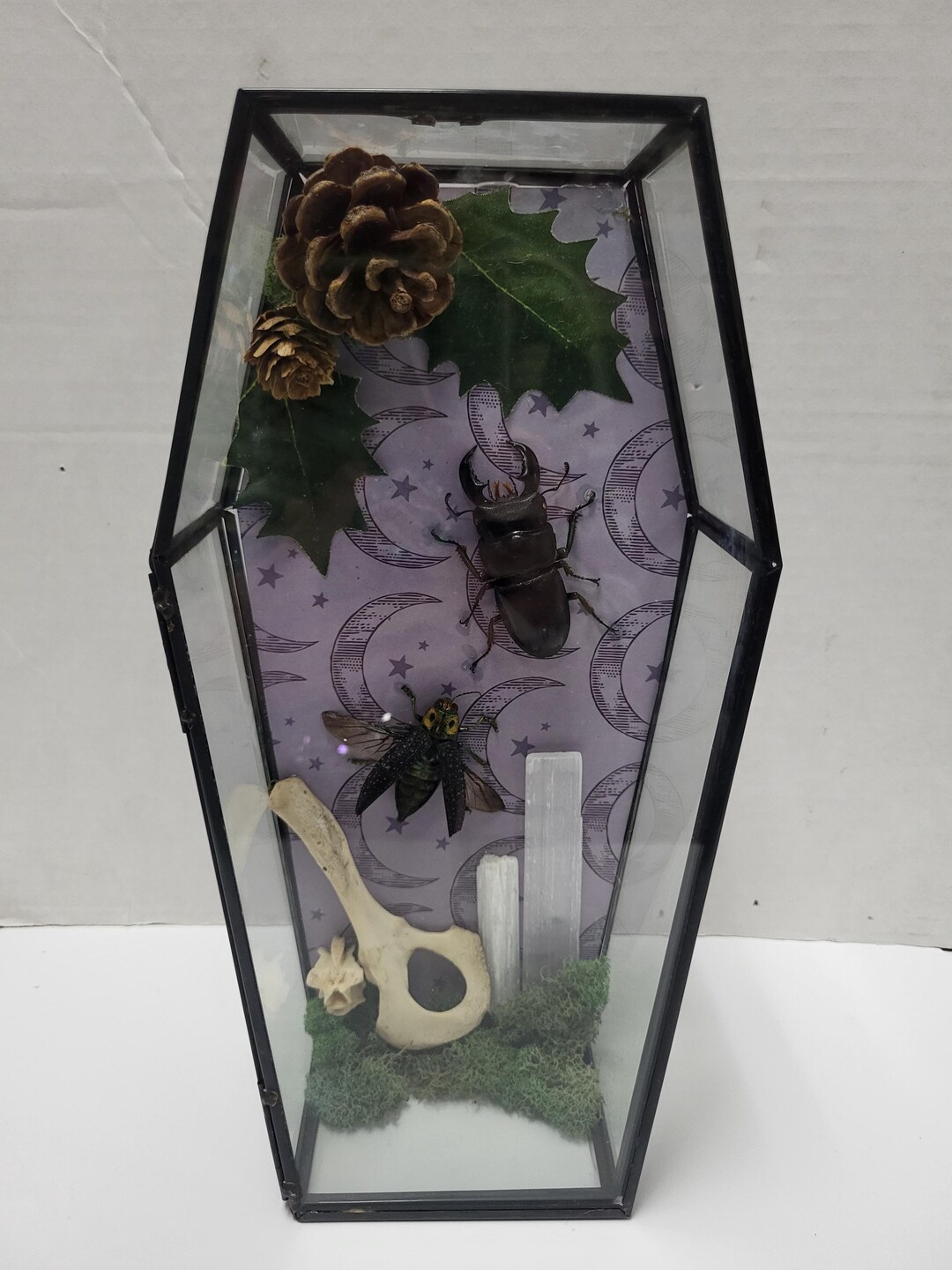 Taxidermy Beetle Boxes - Etsy