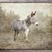 Donkey Wall Art, Donkey Wall Canvas, Nursery Donkey Print, Burro Art ...