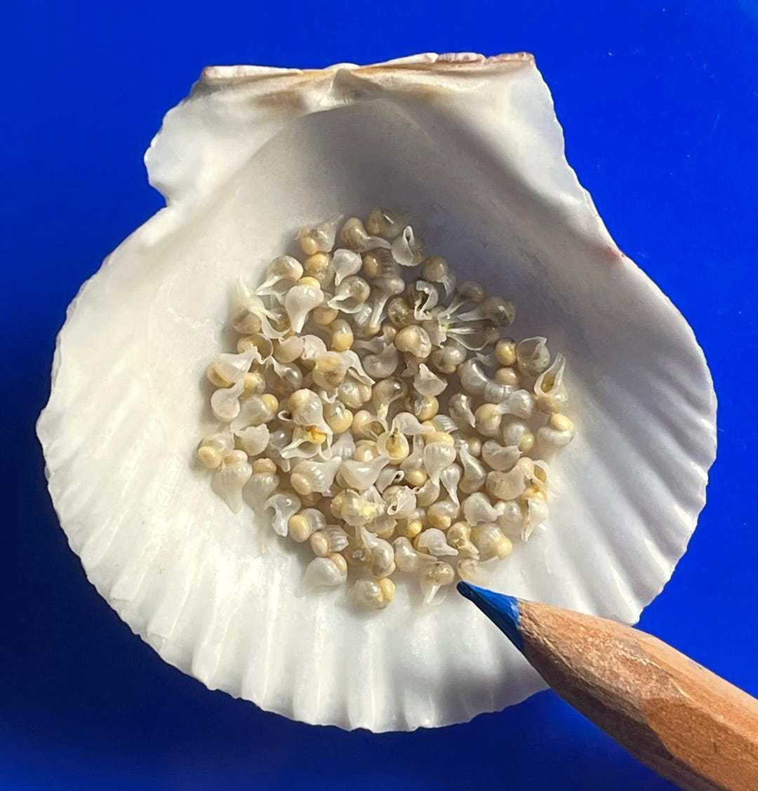 Baby Seashells Lightning Whelk 100+ Count Small 3mm-5mm Flowers Crafts ...