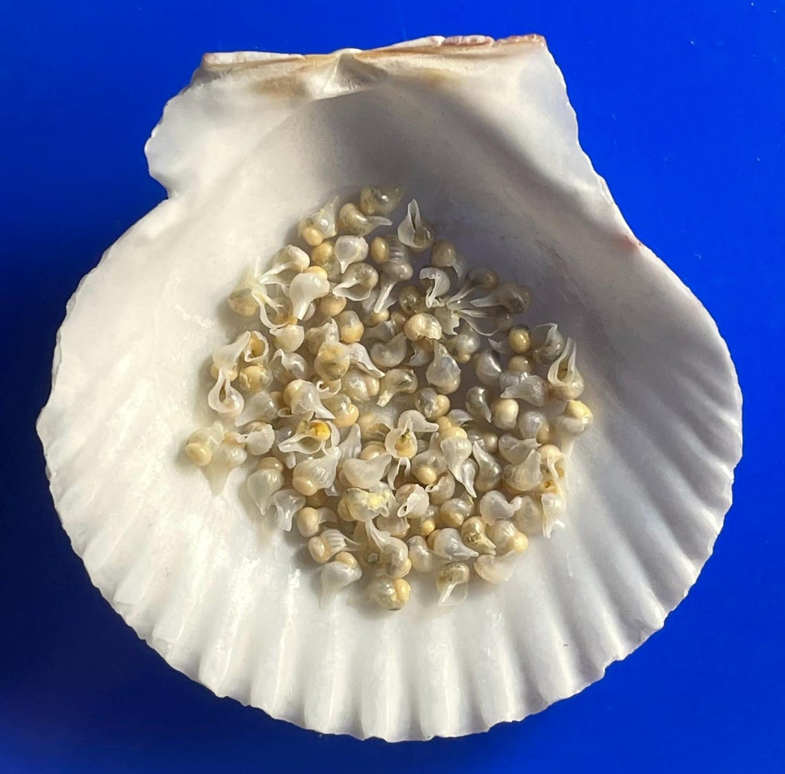 Baby Seashells Lightning Whelk 100+ Count Small 3mm-5mm Flowers Crafts ...