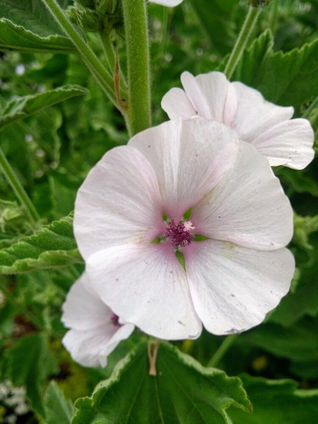 Marshmallow (althaea Officinalis) Seeds - Etsy