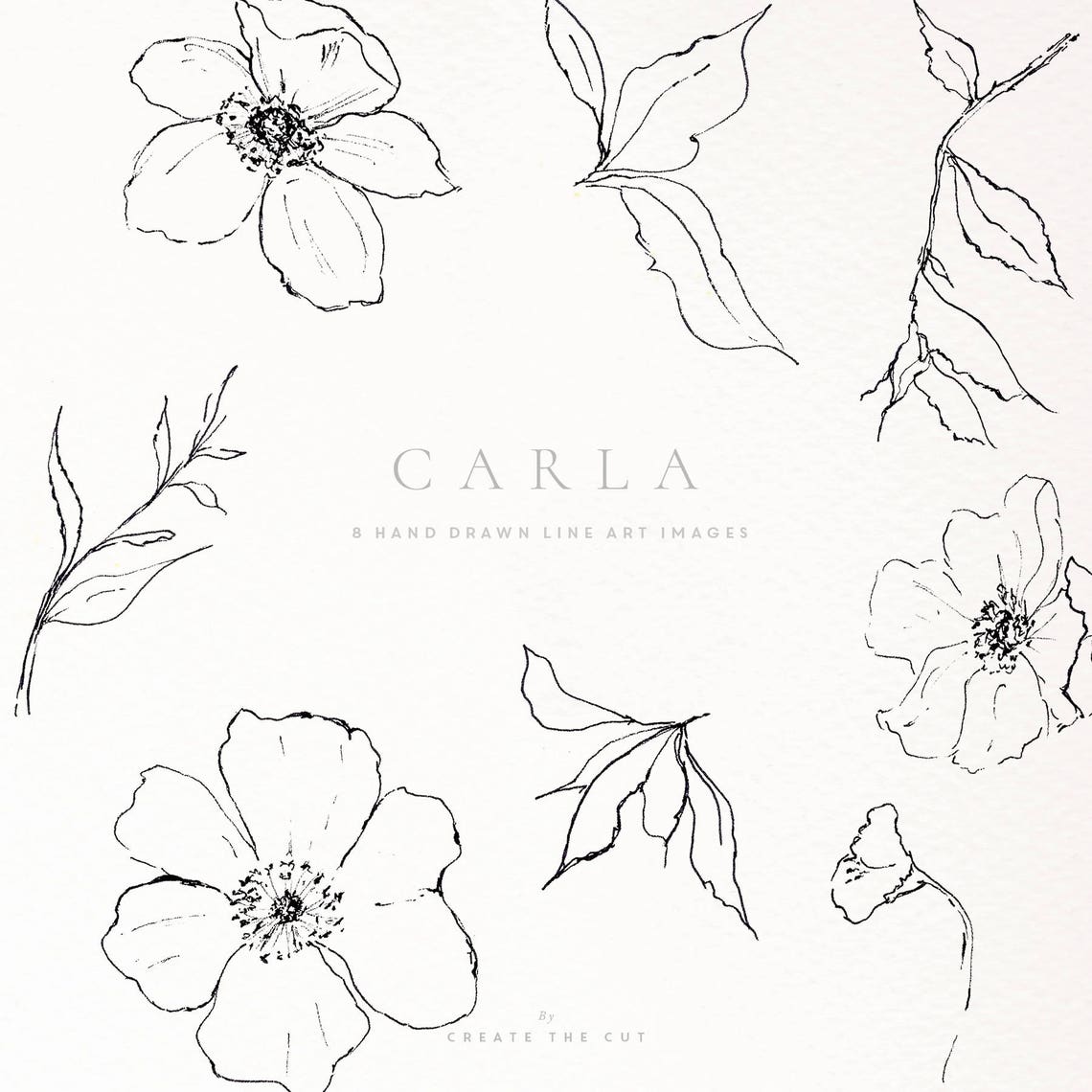 Carla | Hand-drawn Fine Art Graphic Images | Lacy Transparent Hibiscus ...