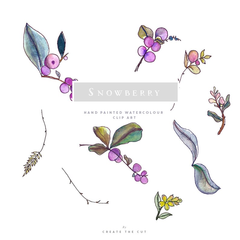 Snowberry | Watercolour Flower Clip Art | Callicarpa Beauty Berries ...