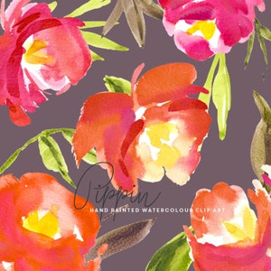 Pippin | Watercolour Flower Hand-painted Clip Art | Orange Asiatic ...