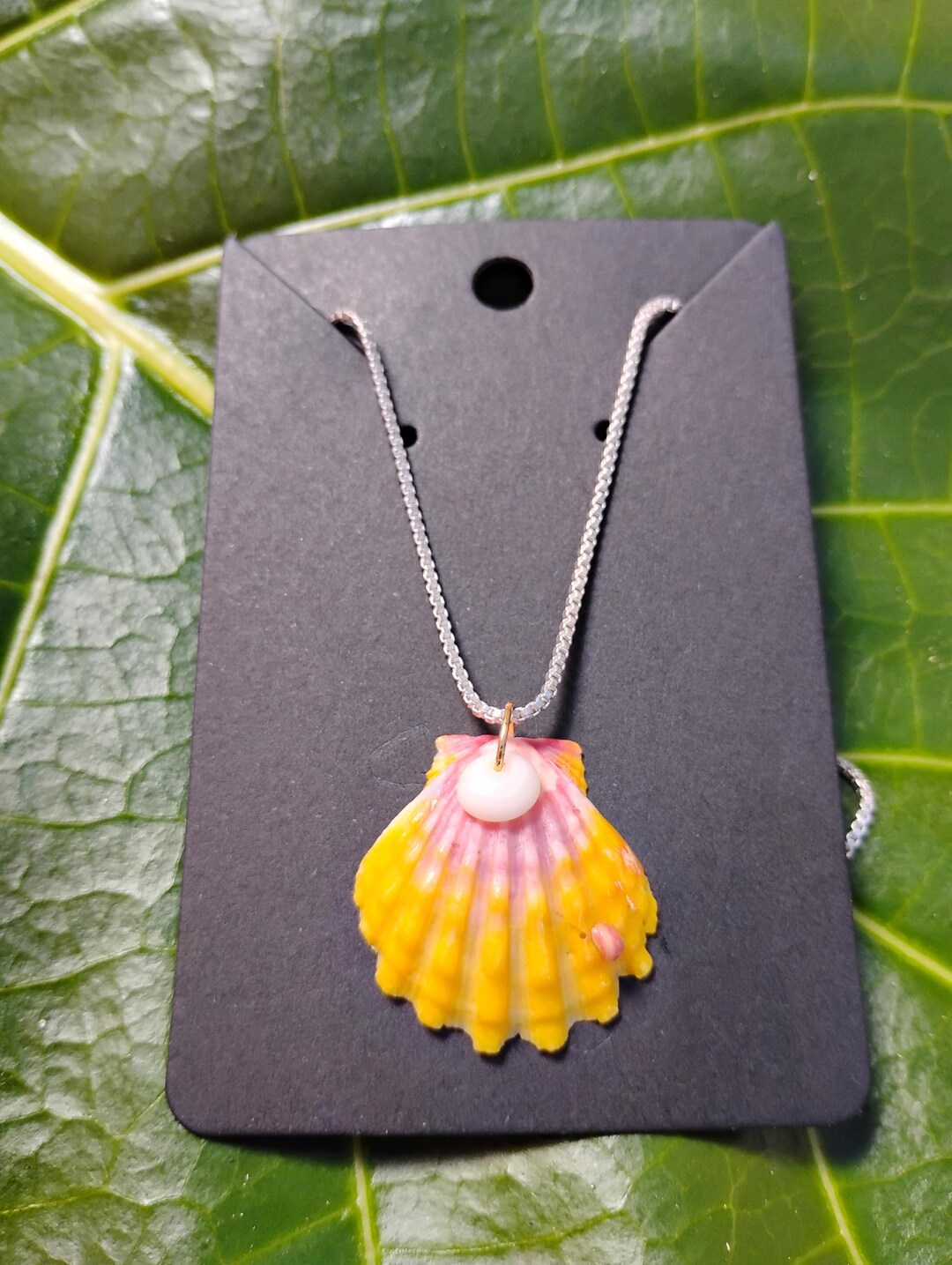 Very Bright Rare Ridges Sunrise Shell Necklace on 925 Sterling Silver ...