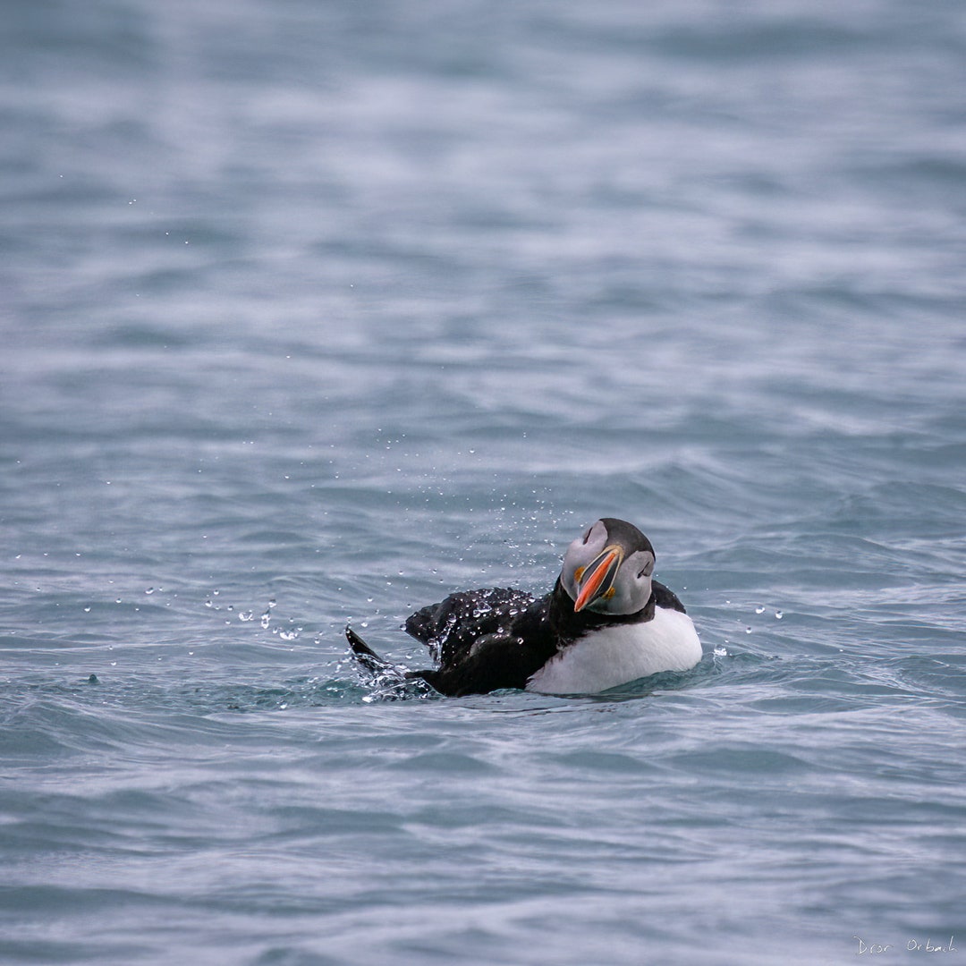 Playful Puffin - Svalbard - Arctic - Bird Photography - Wall Art - Etsy