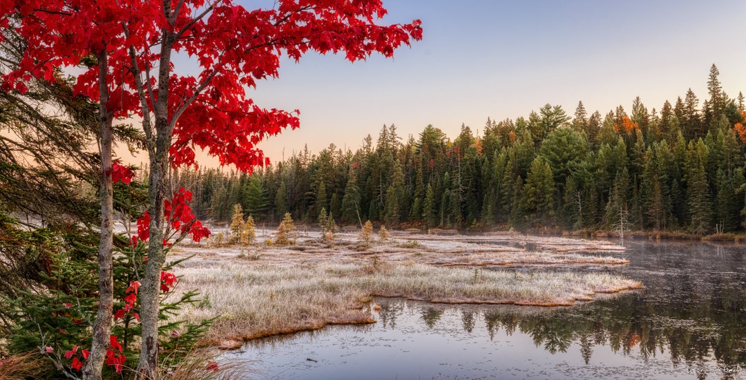 Wolf Howl Pond With Red Tree - Algonquin Park - Canadian Landscape ...