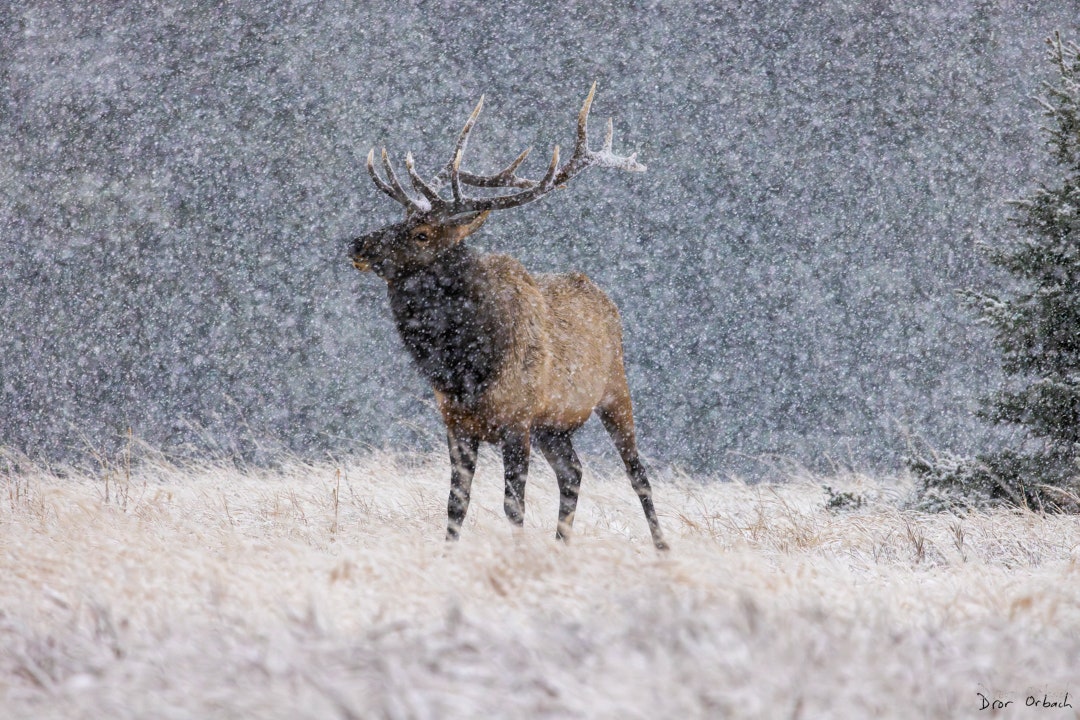 Elk in Snow Storm - Canadian Rockies - Banff National Park - Wildlife ...