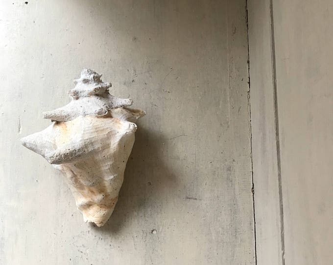 Conch Shell Nautical Beach Style Vintage Conch Seashell - Etsy