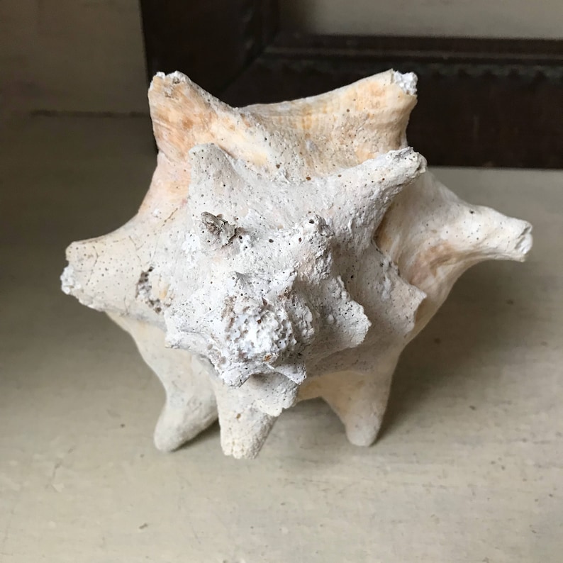 Conch Shell Nautical Beach Style Vintage Conch Seashell | Etsy