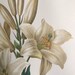 White Lily by Pierre-joseph Redoute, Fine Art Botanical Print, Redoute ...