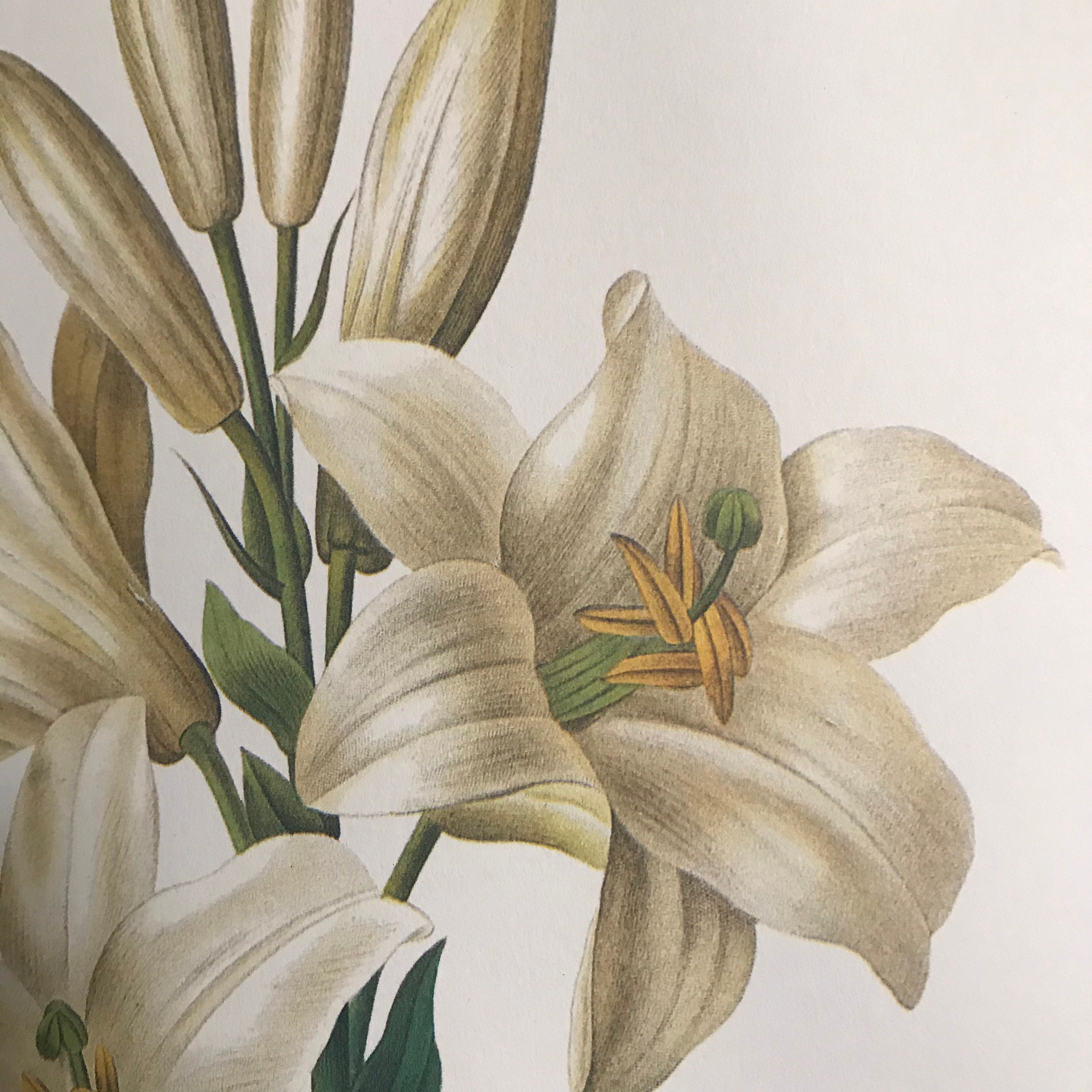 White Lily by Pierre-joseph Redoute Fine Art Botanical Print - Etsy Canada