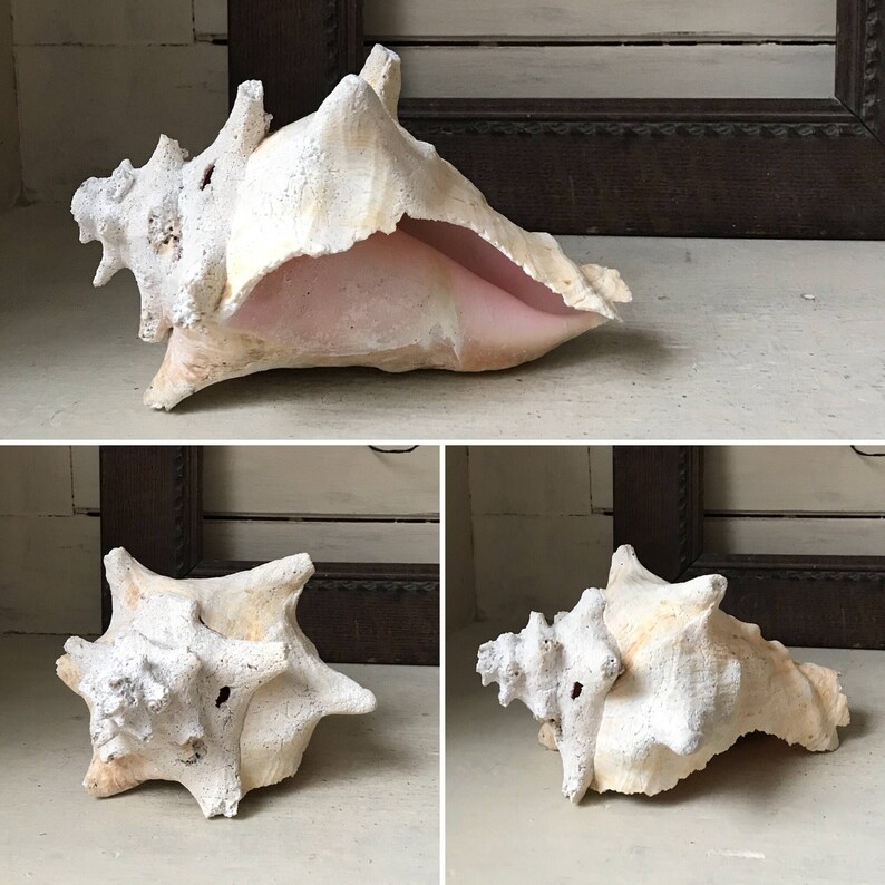 Conch Shell Nautical Beach Style Vintage Conch Seashell | Etsy